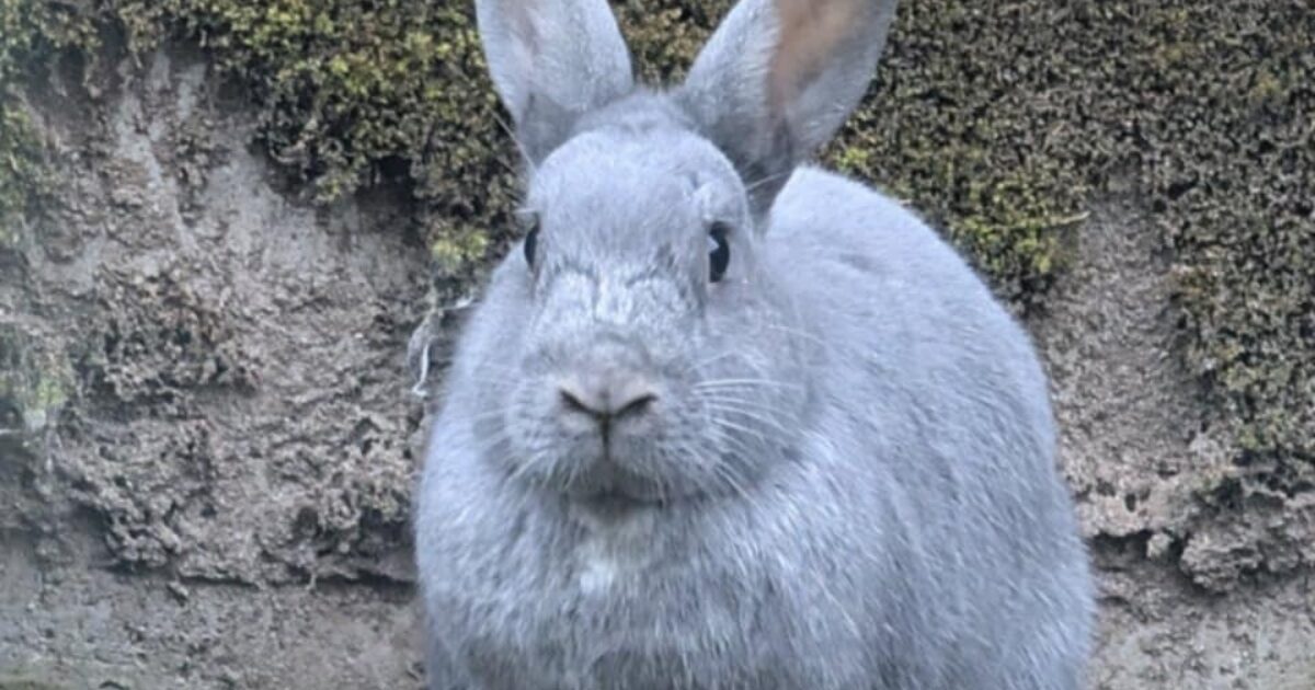 Meet Fern ️ - SAINTS Rescue